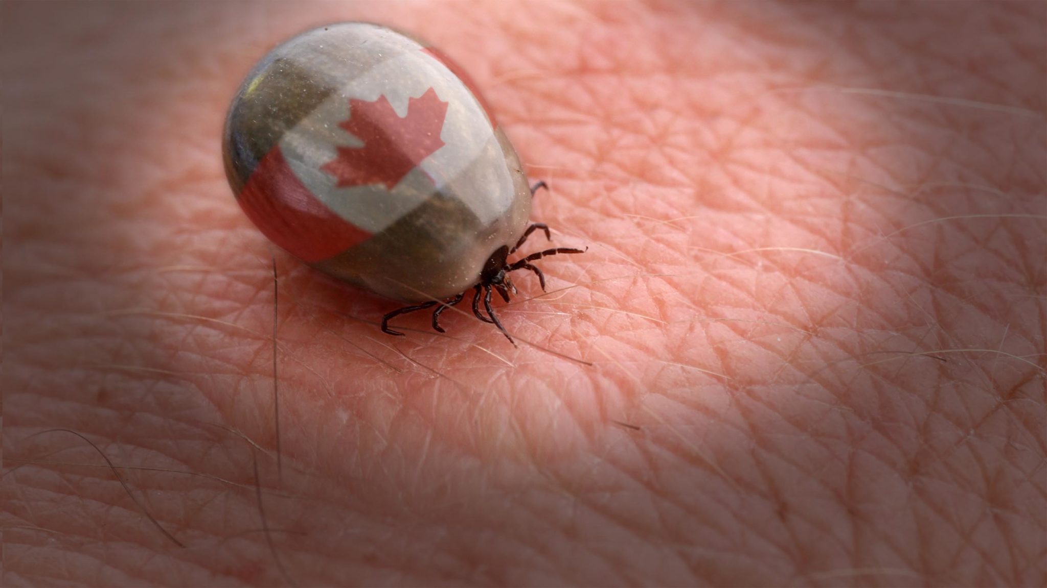 Climate Change Causes An Increase In The Number Of Ticks In Canada 