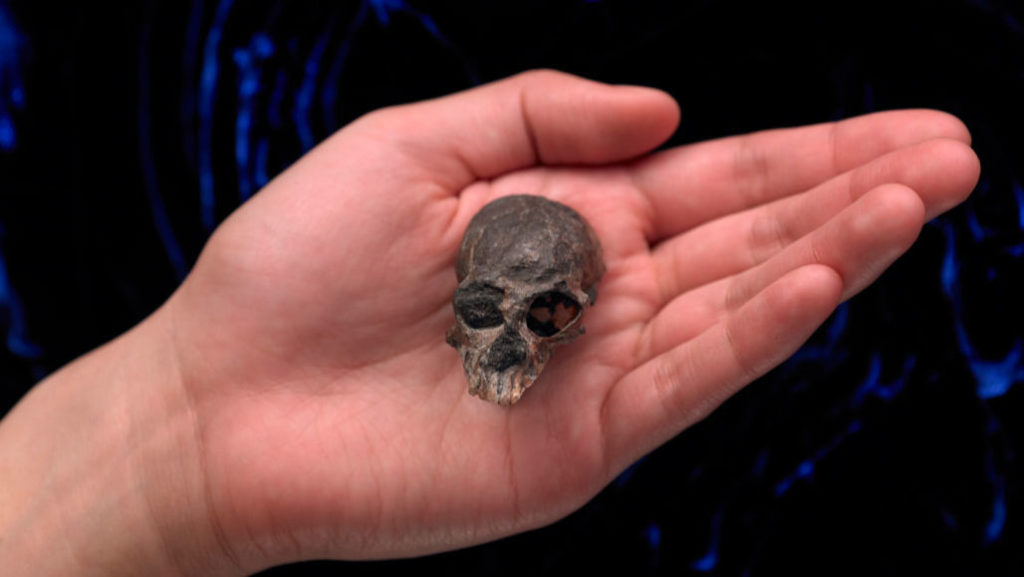 Fossilized Monkey Skull Of 20 Million Years Old Revealed More About The ...